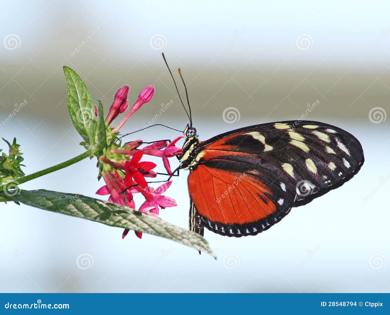 Golden Helicon (Heliconius Hecale) Stock Photo - Image of yellow ...