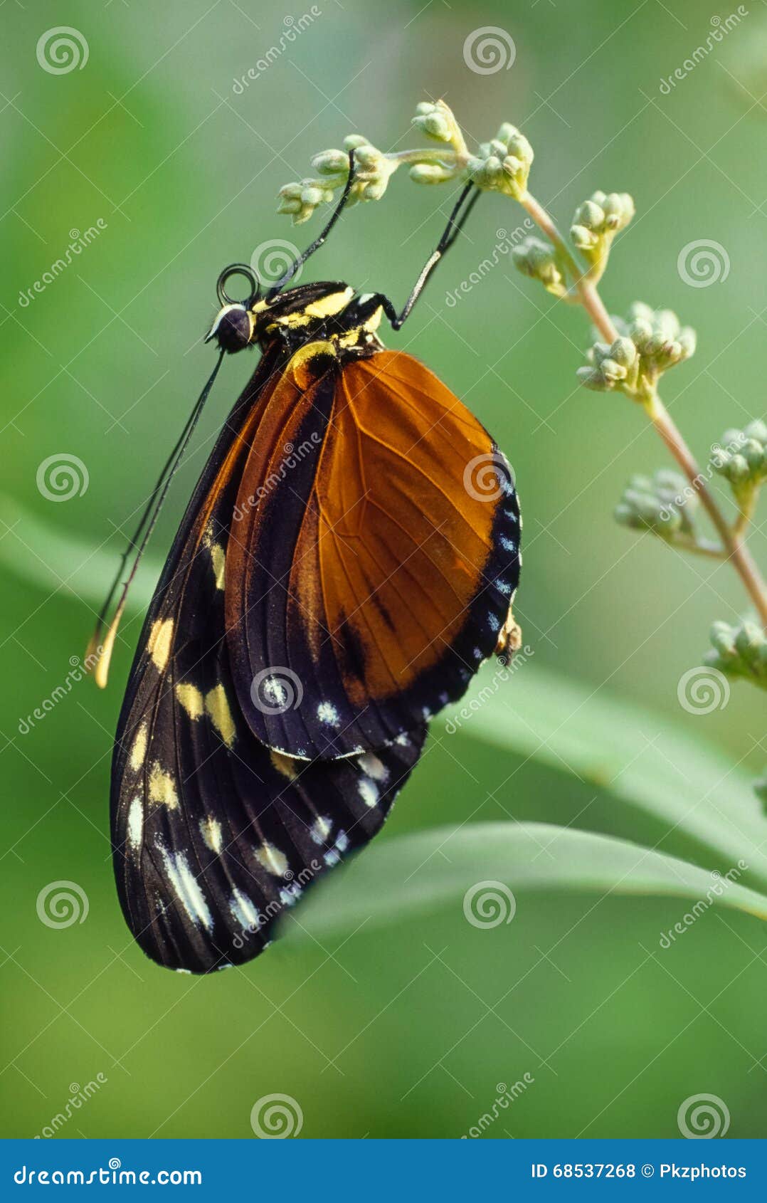 Golden Helicon at Rest stock photo. Image of entomology - 68537268