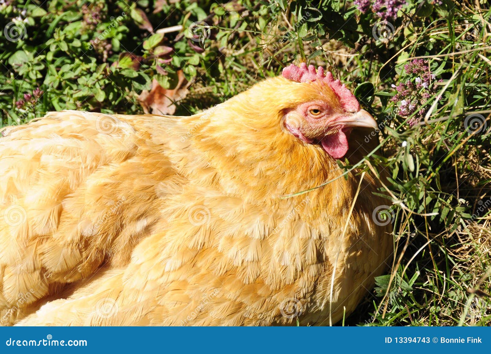 Golden Hen stock image. Image of comb, closeup, golden - 13394743
