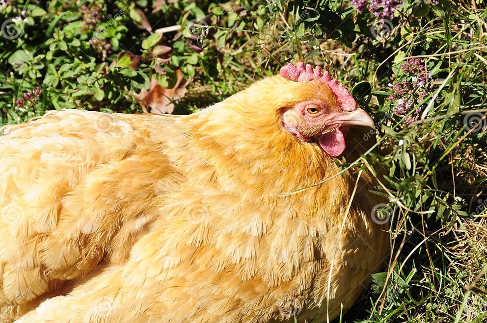 Golden Hen stock image. Image of comb, closeup, golden - 13394743