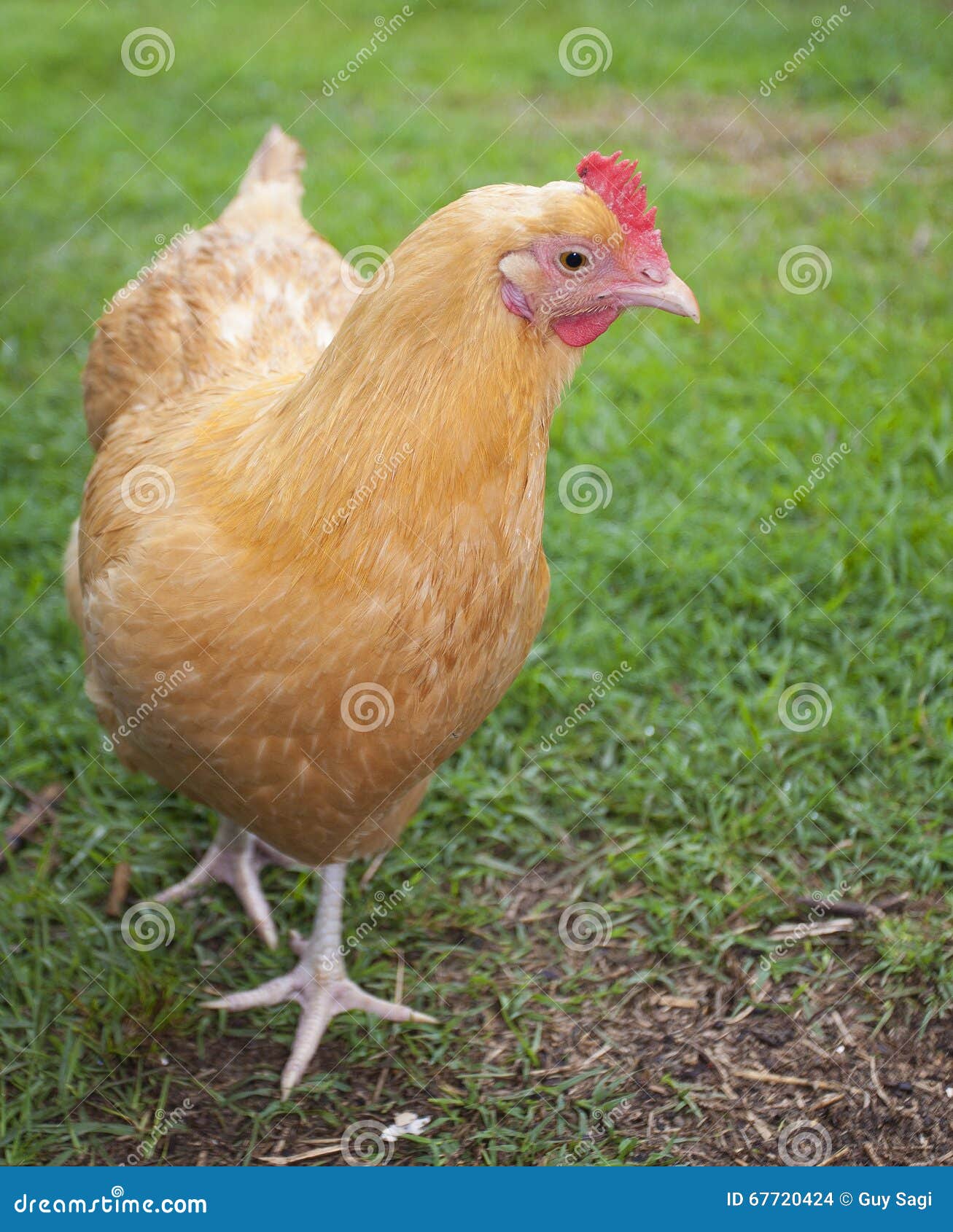 Golden hen stock photo. Image of wing, bird, gold, farm - 67720424