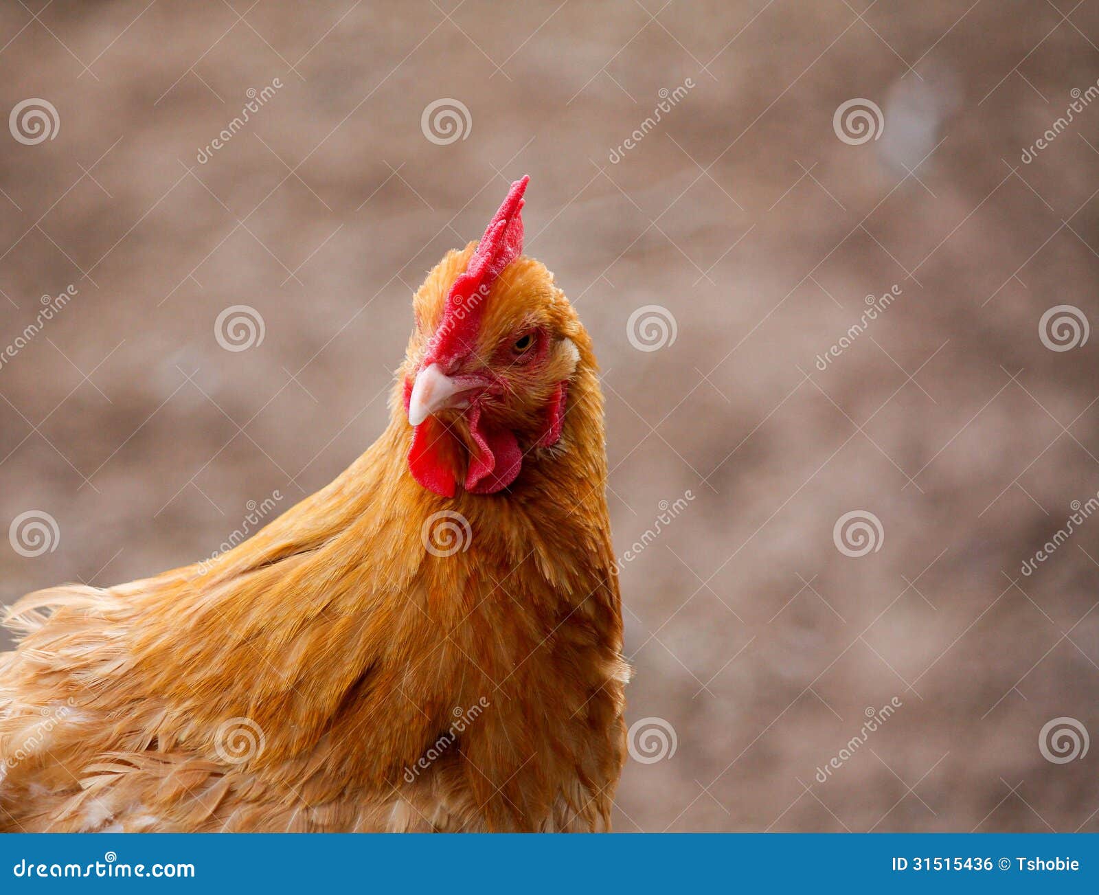 Golden Hen stock photo. Image of eggs, backyard, homestead - 31515436