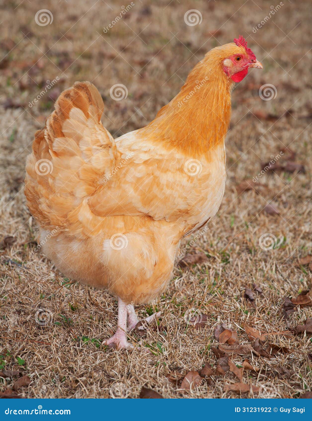 Golden hen stock photo. Image of feathers, bird, beak - 31231922