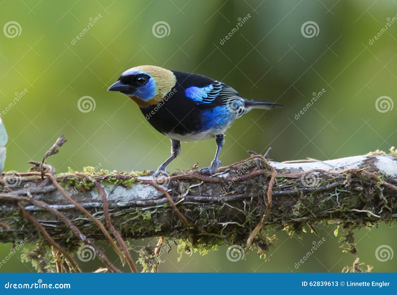 Golden-hooded Tanager stock image. Image of black, beautiful - 62839613