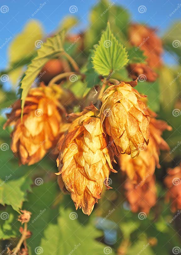 Golden hops. stock photo. Image of plump, cultivation - 19168704