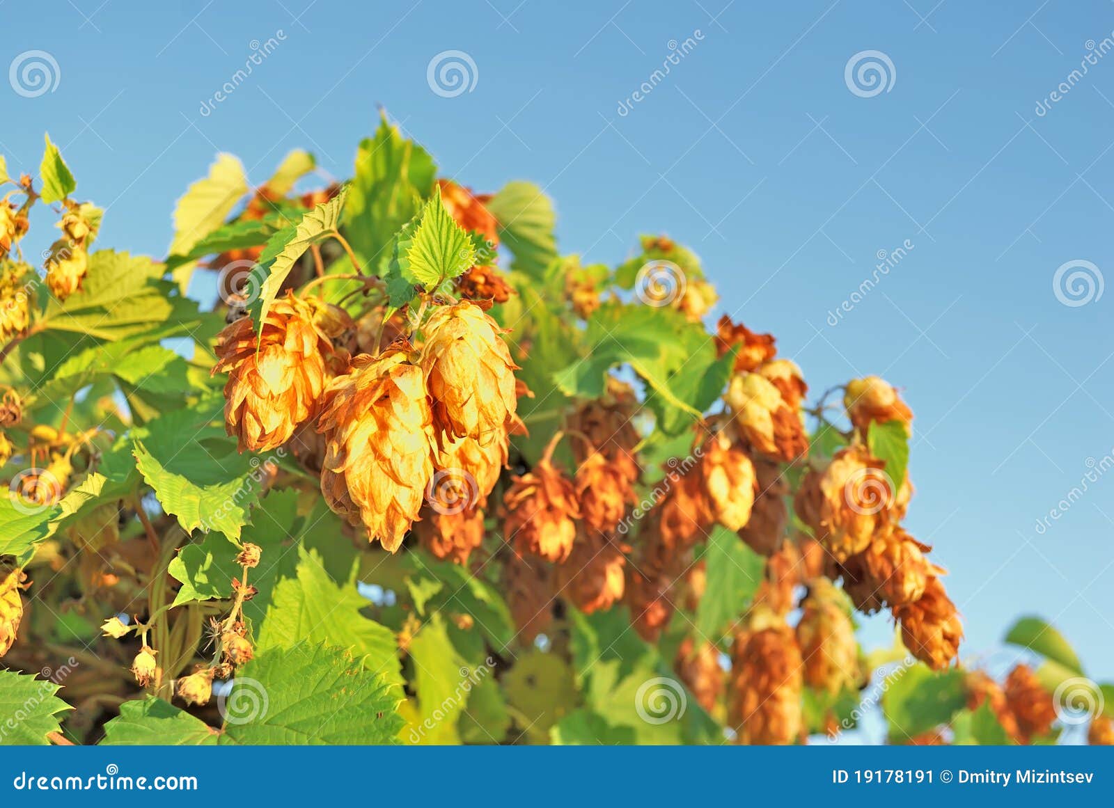 Golden hops. stock image. Image of leaves, natur, cultivation - 19178191