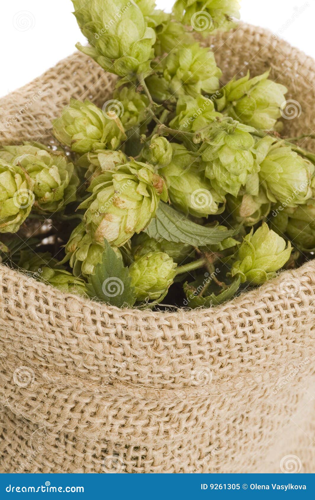 Golden hops on white stock image. Image of select, dried - 9261305