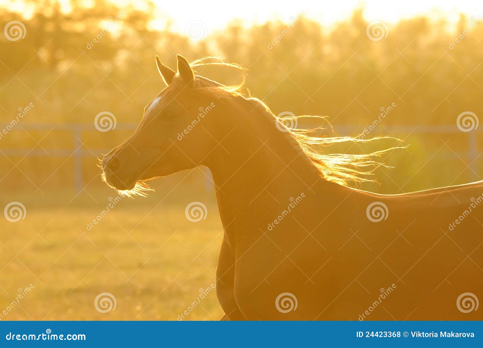 Golden Horse in Sunset, Runs Gallop Stock Photo - Image of equine ...