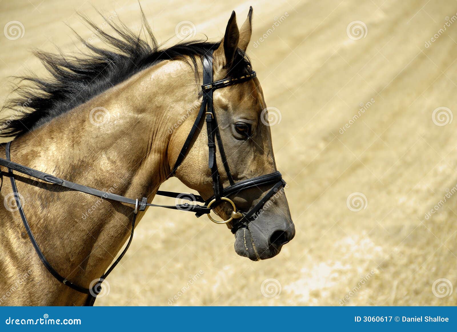 Golden Horse of Turkmenistan Stock Image - Image of rein, mane: 3060617
