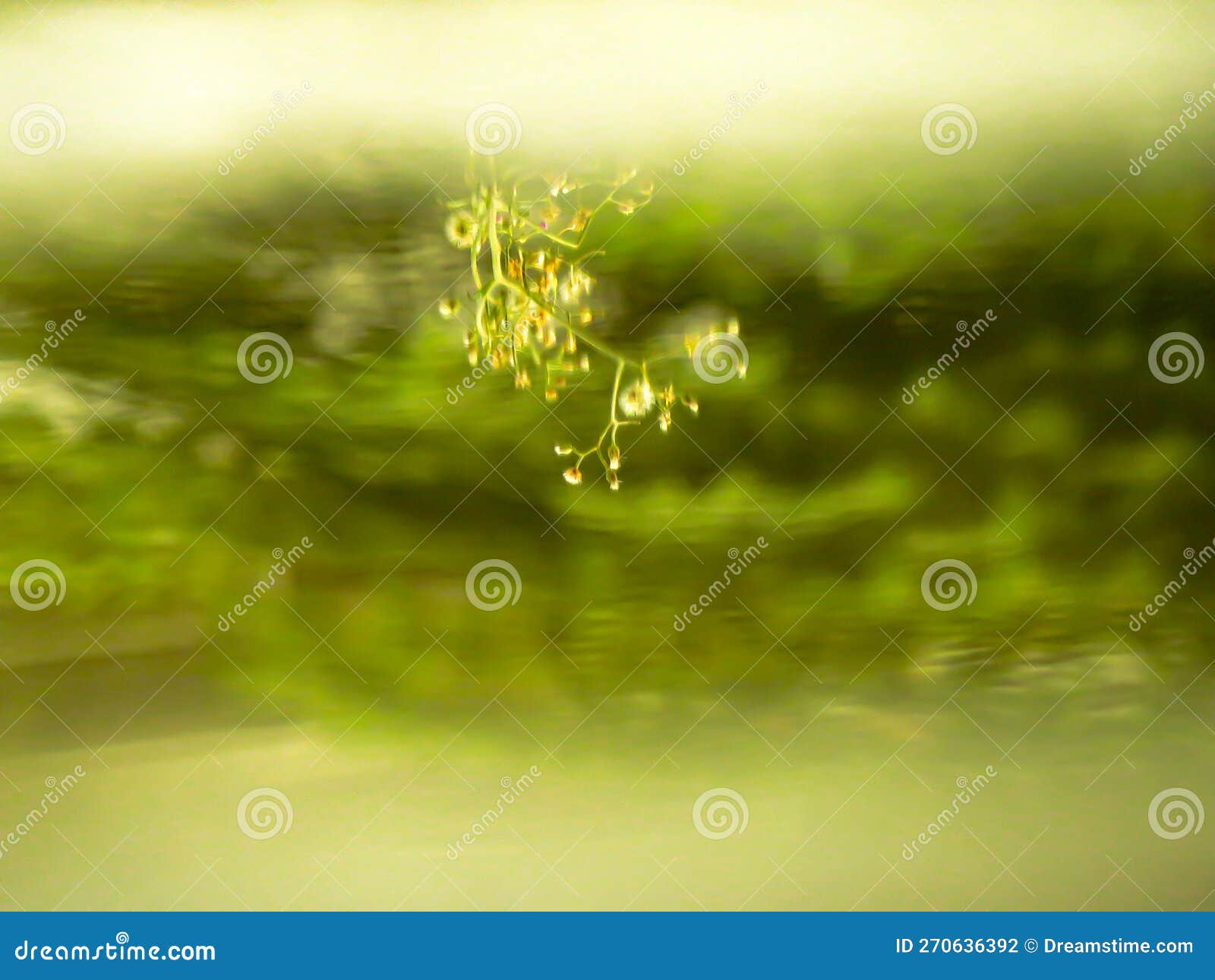 Golden Hour Abstract View of Water Plant Reflection Stock Photo - Image ...