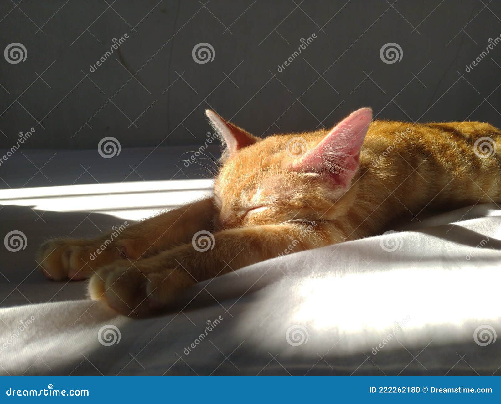 Golden hour caty stock photo. Image of nose, animal - 222262180