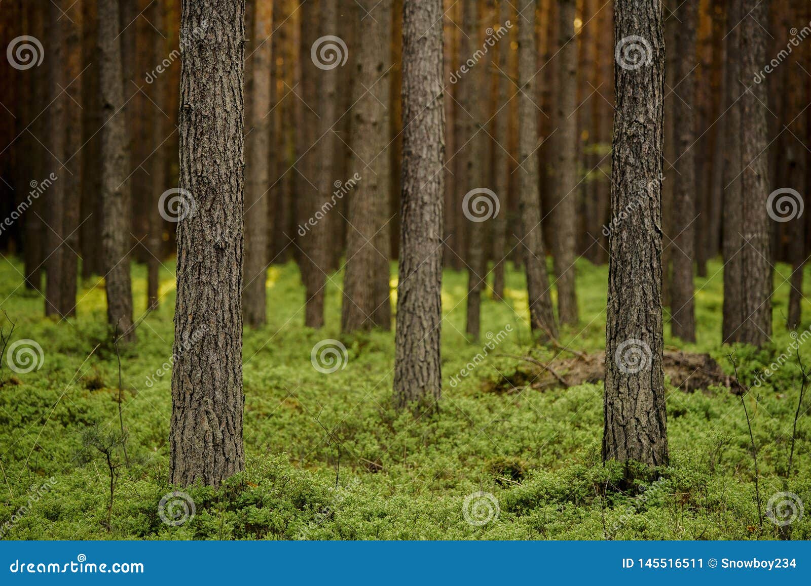 Golden hour forest. stock image. Image of floor, branch - 145516511
