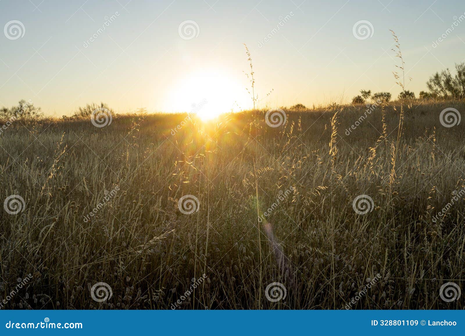 Golden Hour Grasslands: a Sun-drenched Field of Tall Grass at Golden ...