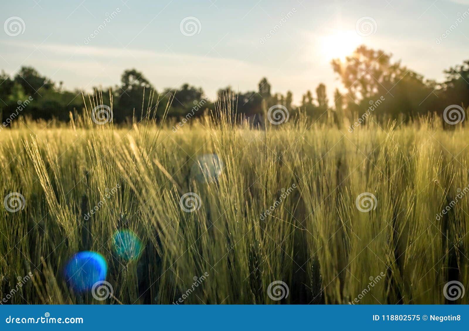 Golden hour and hay grass stock image. Image of grain - 118802575
