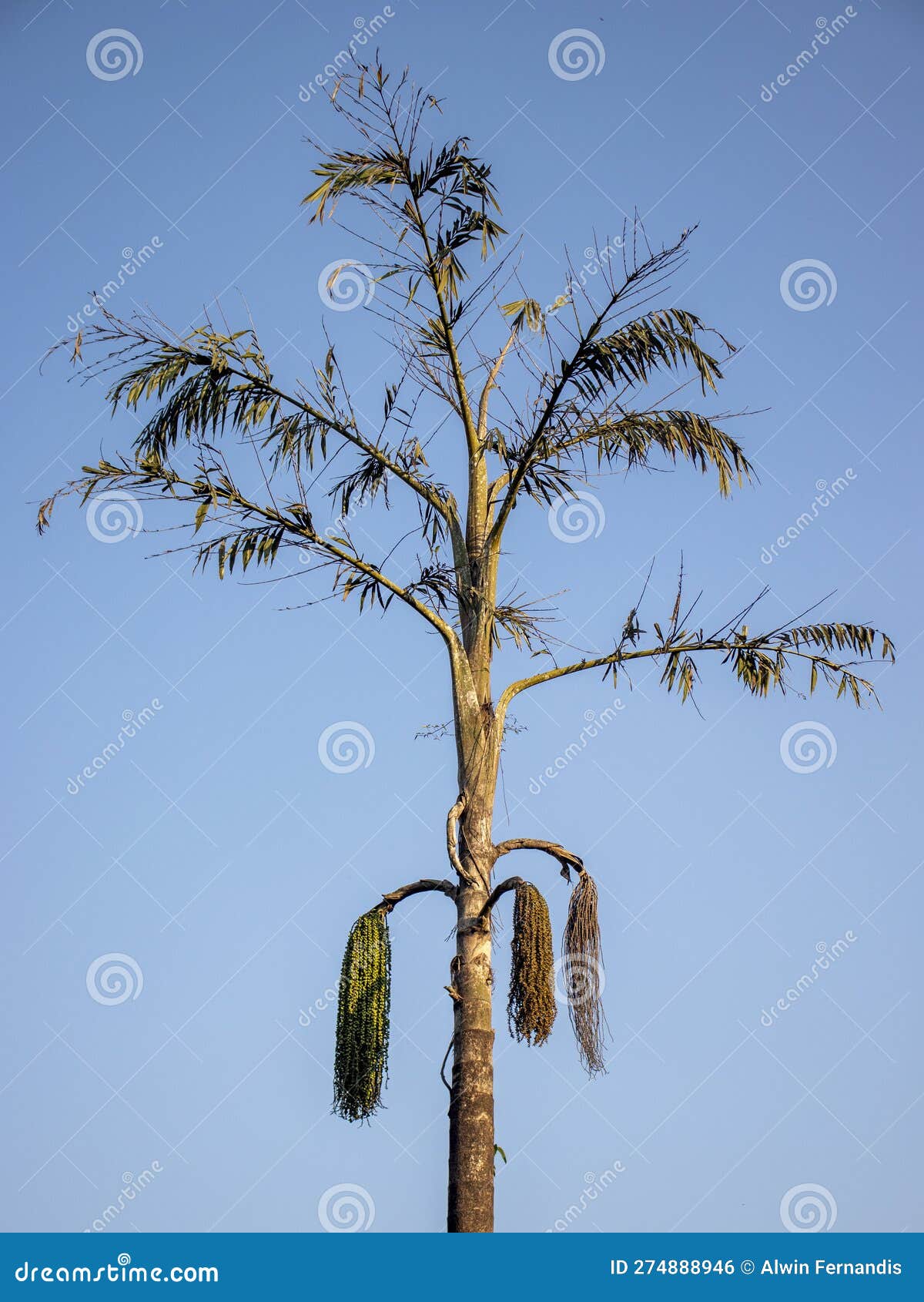 Golden Hour Image of Fishtail Palm Tree Stock Photo - Image of plants ...