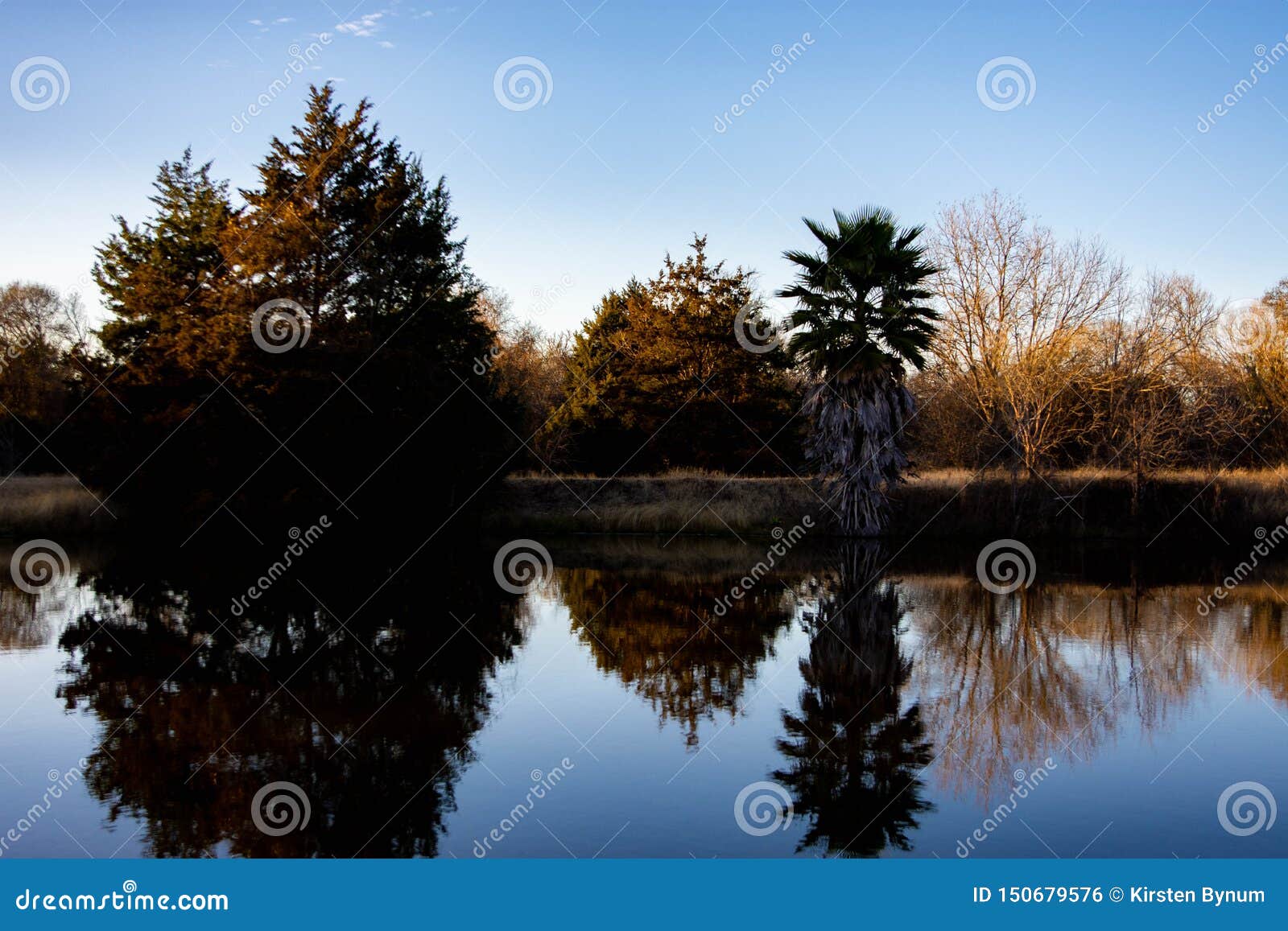 Golden Hour Lake Tree Silhouette Stock Photo - Image of sunset, shadow ...