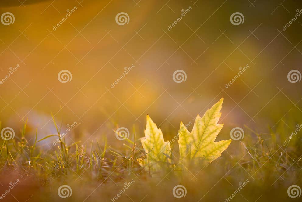 Golden Hour Leaf Grass Fall Stock Image - Image of nature, golden: 81811501