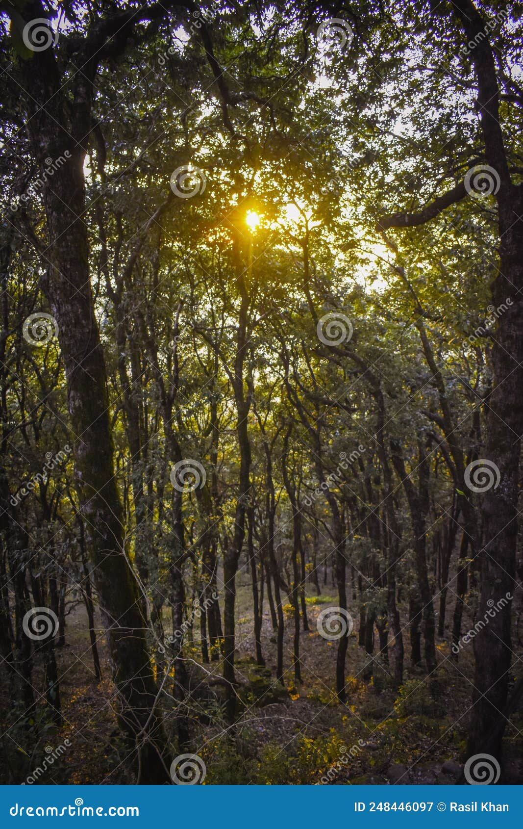 Golden Hour Photography Sunset Under the Tree Stock Image - Image of ...
