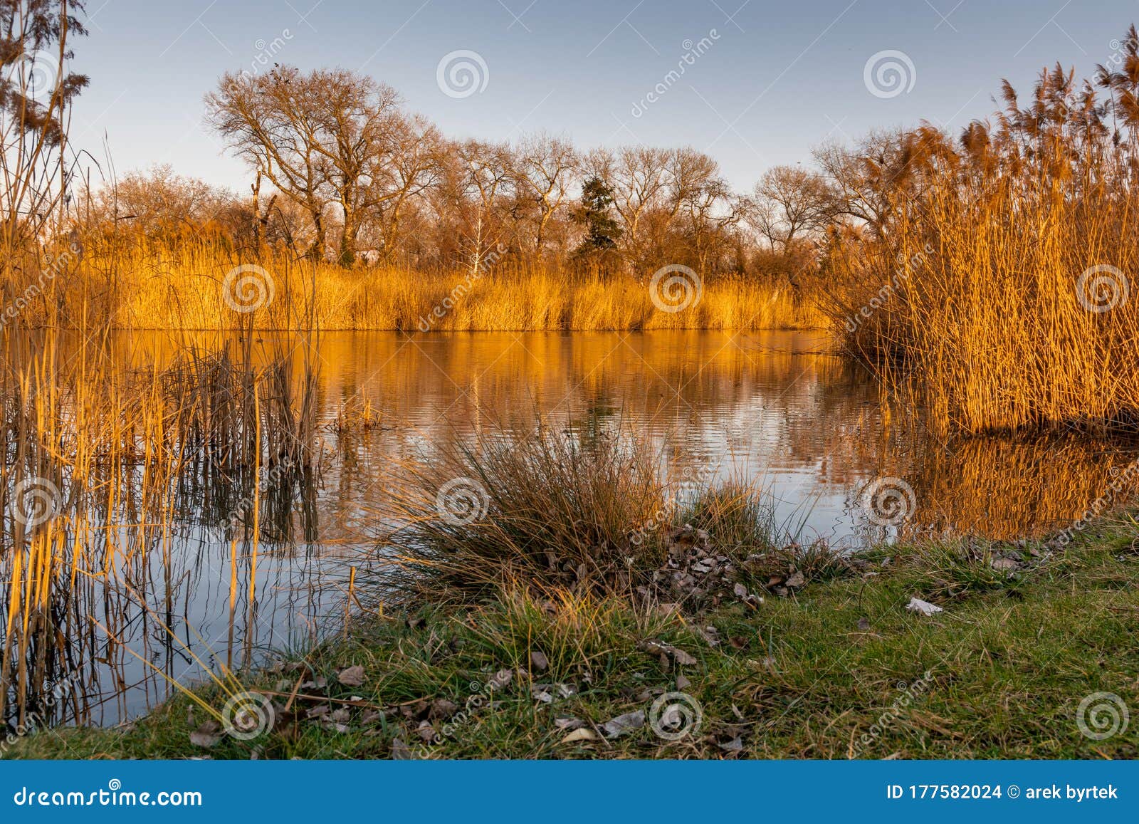 Golden Hour on the River stock photo. Image of landscape - 177582024