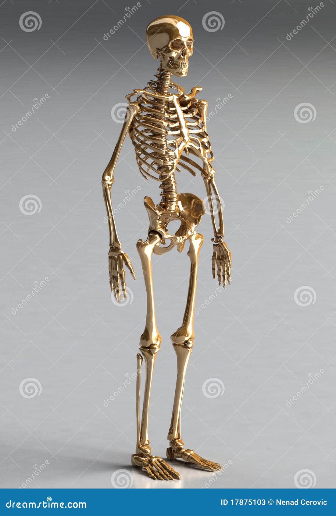 Golden Human Skeleton 01 stock illustration. Illustration of gold ...