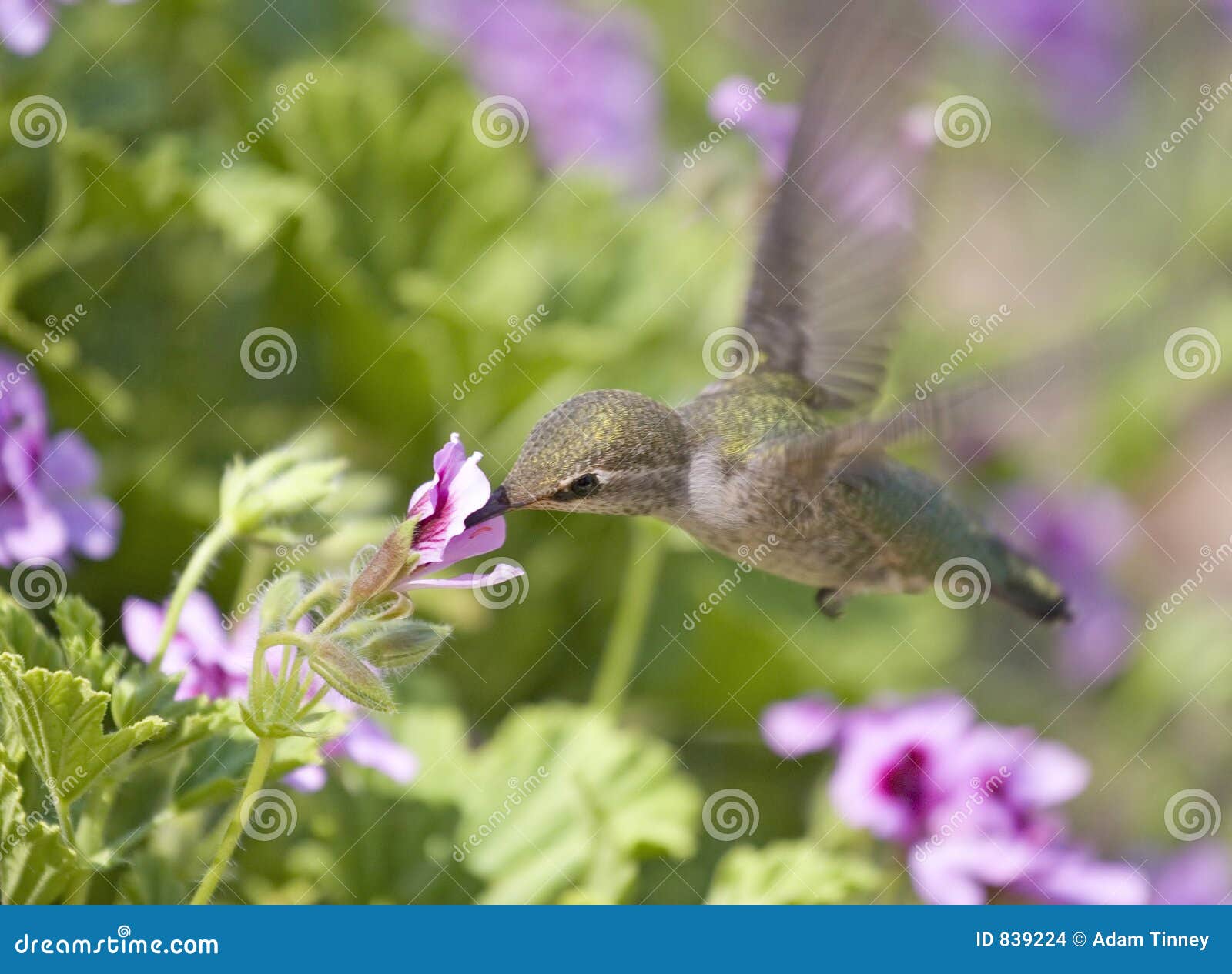 Golden Hummingbird stock photo. Image of energy, quick - 839224