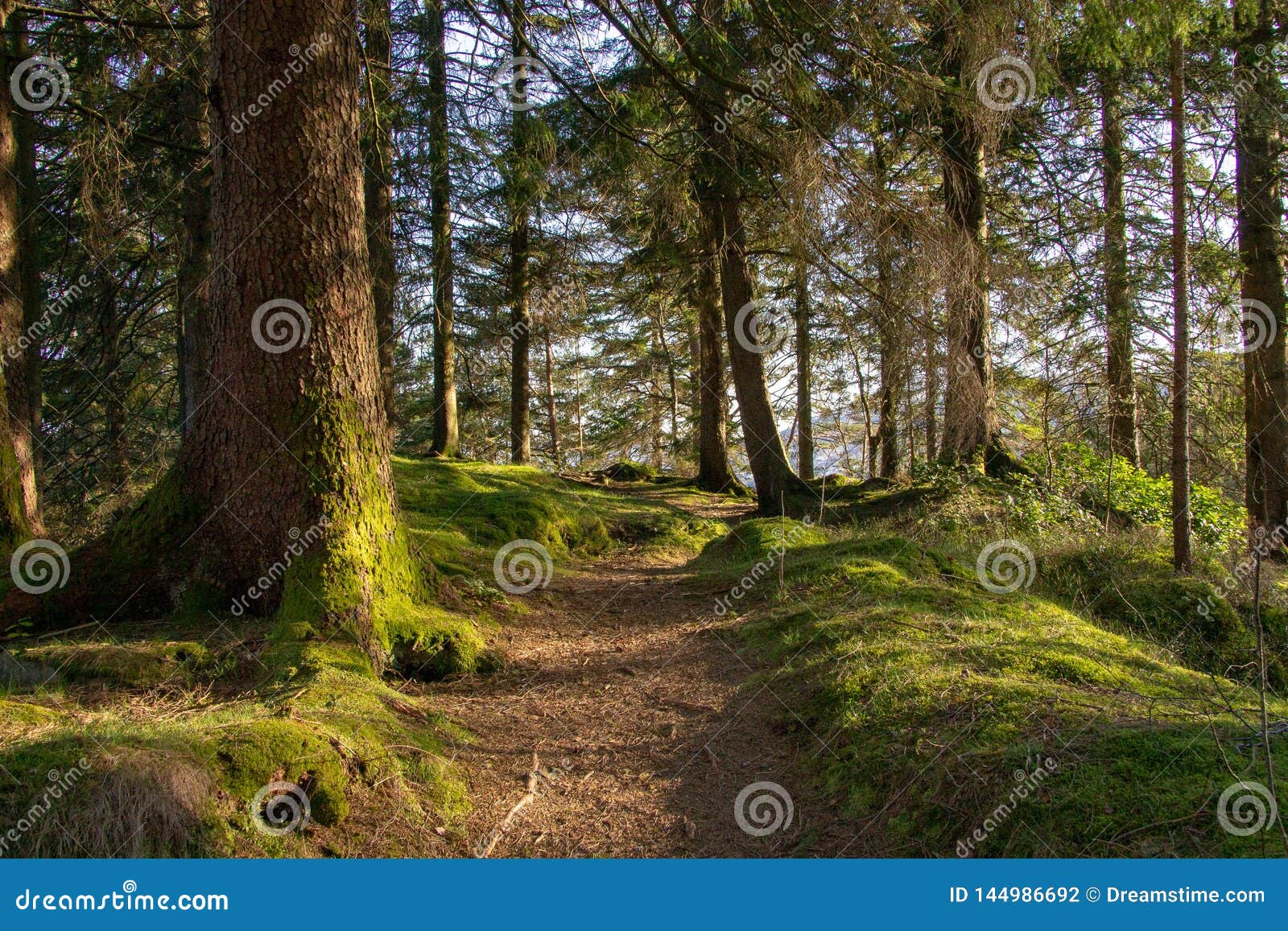 Path through the Woods at Sunset Stock Photo - Image of sunset ...