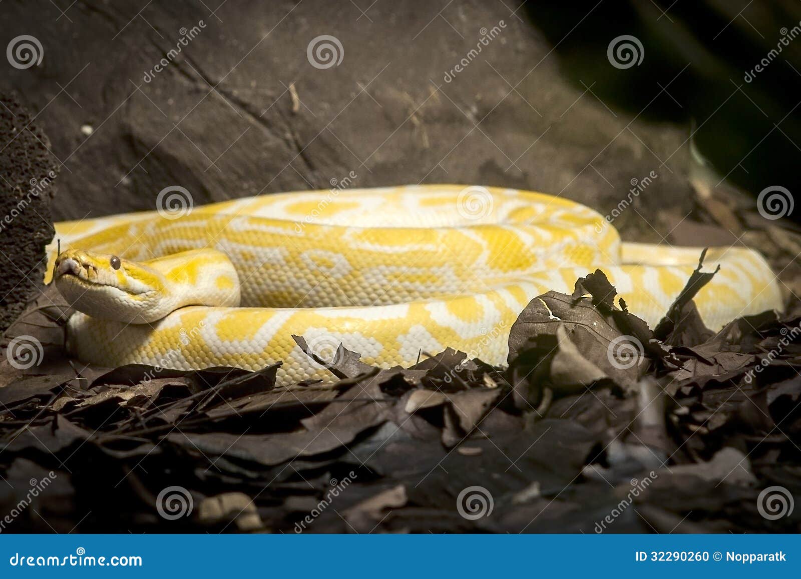 Golden Indian Python stock photo. Image of reptile, animal - 32290260