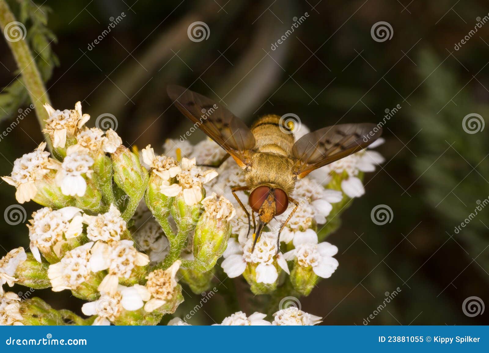 Golden Insect stock image. Image of garden, plant, flower - 23881055