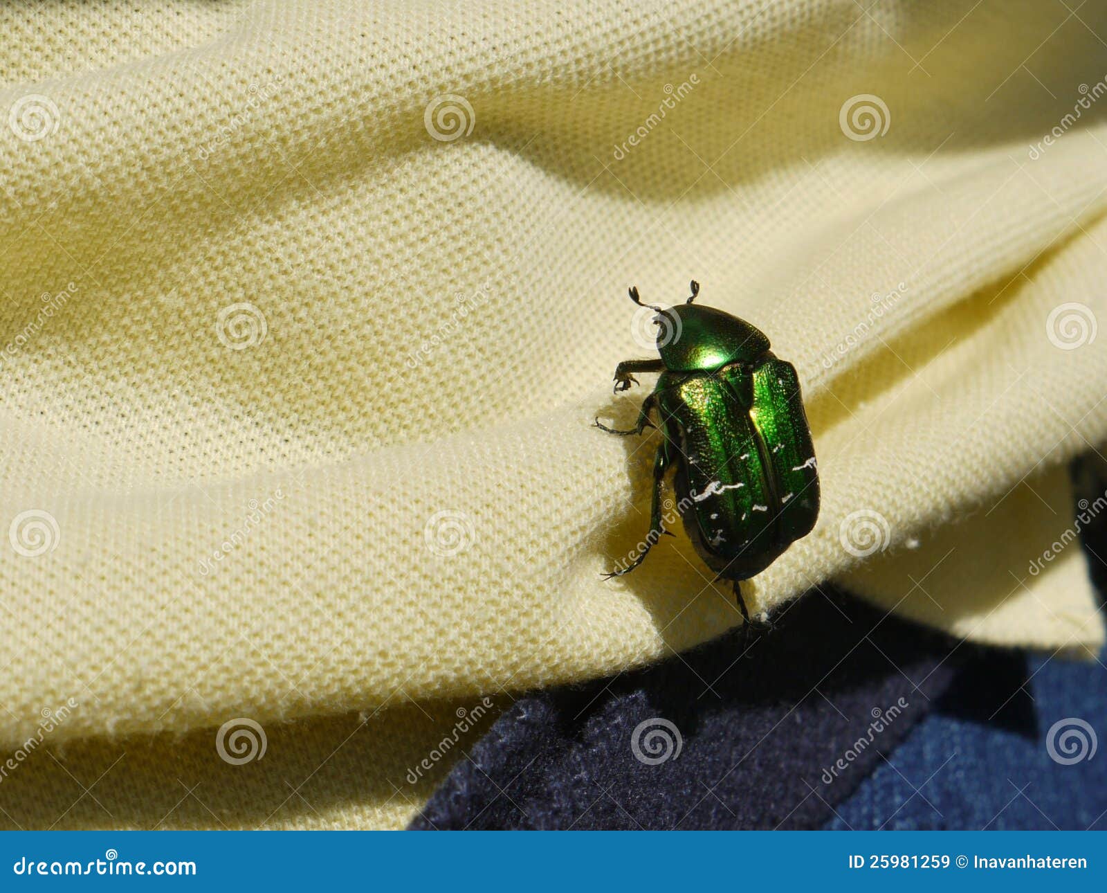 Golden insect stock image. Image of beetle, animal, copper - 25981259