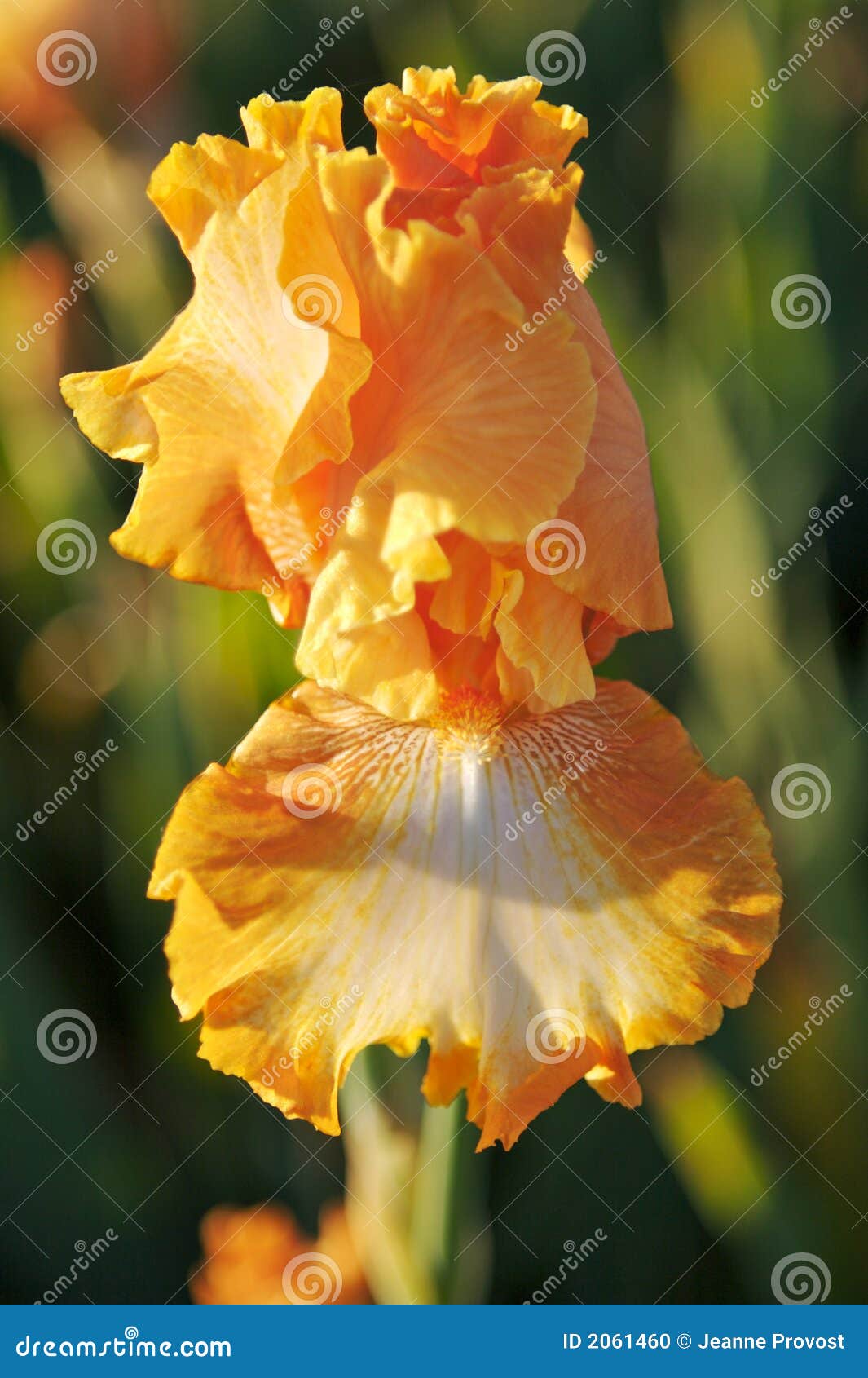 Golden Iris at Sunset stock photo. Image of petals, background - 2061460