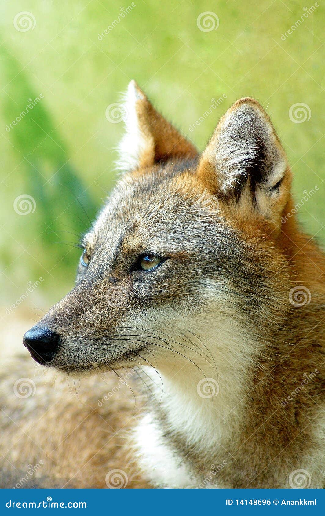 Golden Jackal Or Indian Jackal Or Canis Aureus Indicus Pair With ...