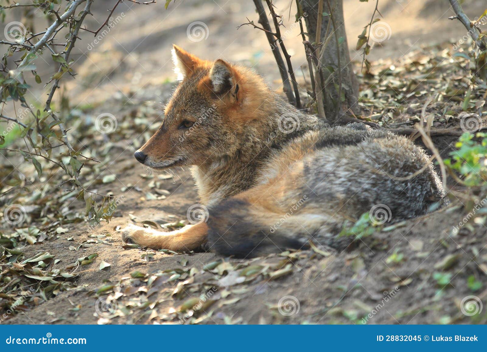 Golden Jackal Or Indian Jackal Or Canis Aureus Indicus Pair With ...
