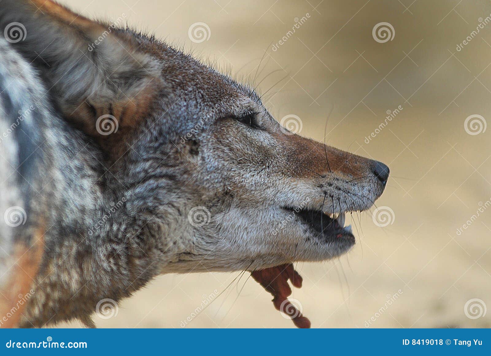Golden Jackal Or Indian Jackal Or Canis Aureus Indicus Pair With ...