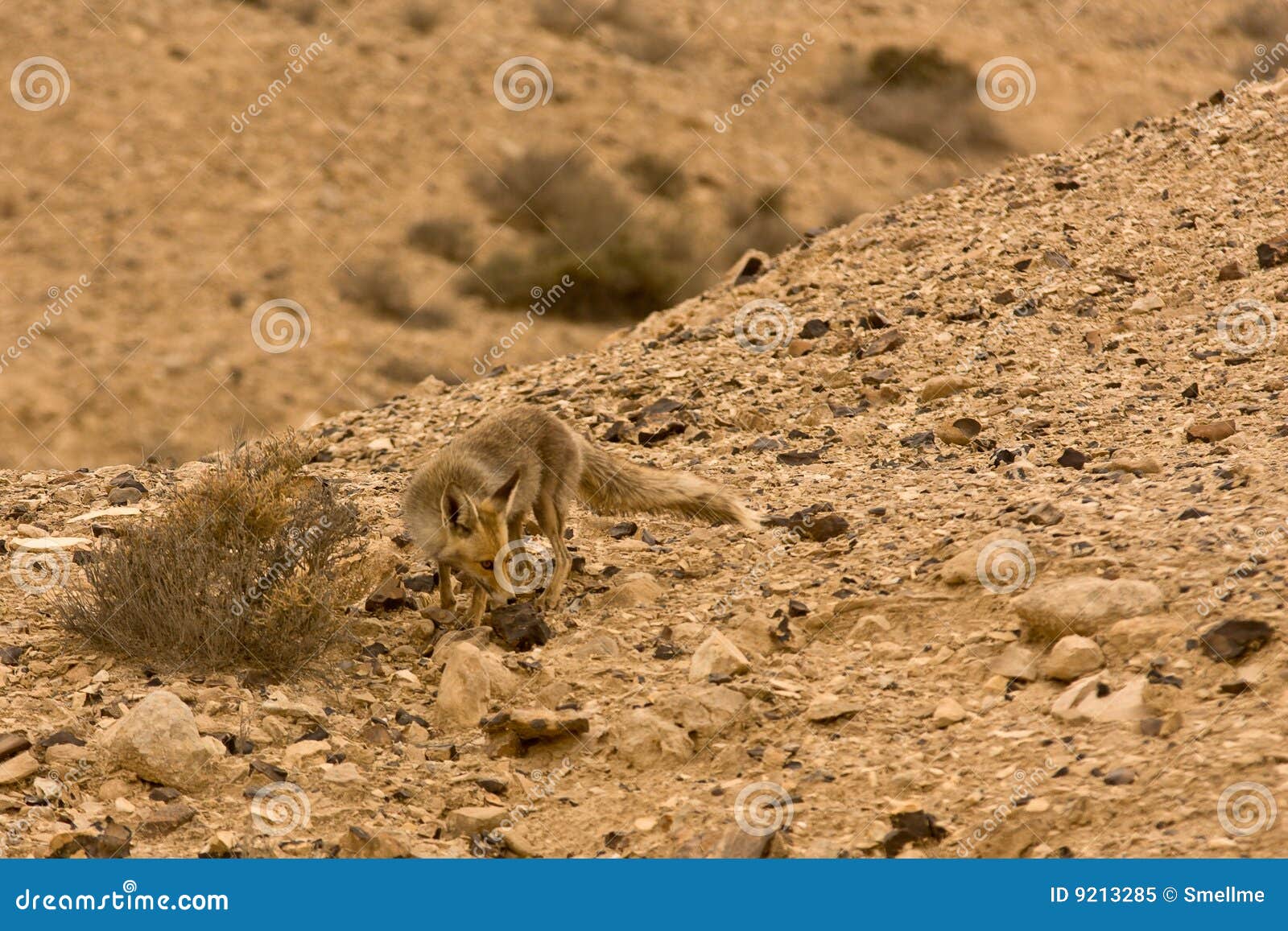 Golden Jackal stock image. Image of africa, holy, oriental - 9213285