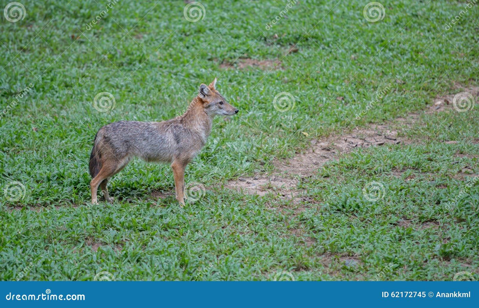 Golden jackal stock image. Image of wilderness, outdoor - 62172745
