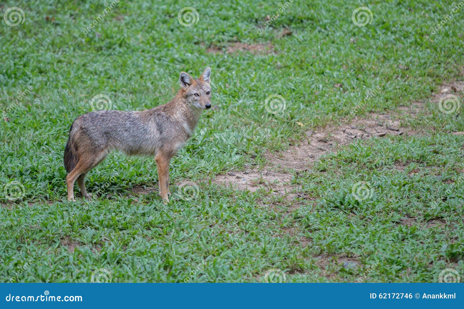 Golden jackal stock photo. Image of outdoor, nature, alert - 62172746