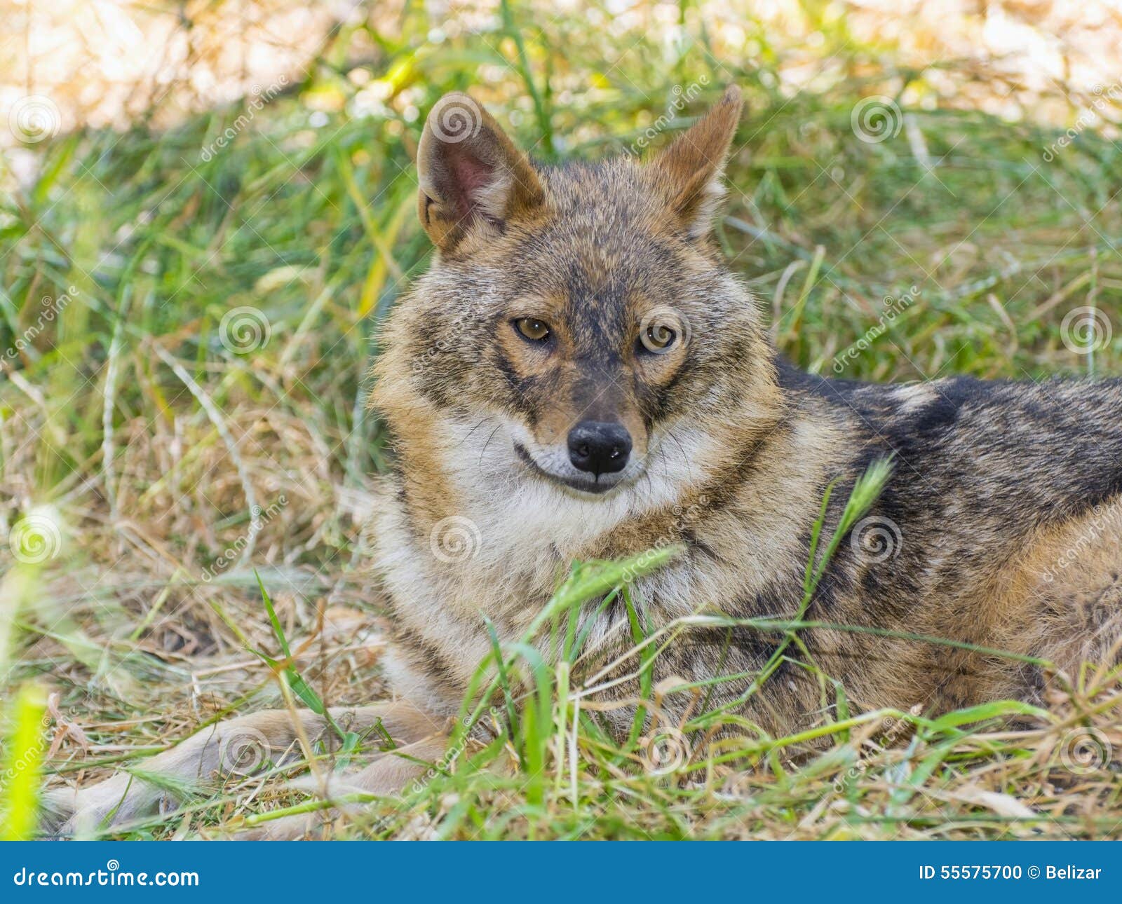 Golden Jackal (Canis Aureus) Stock Photo - Image of jackal, forest ...