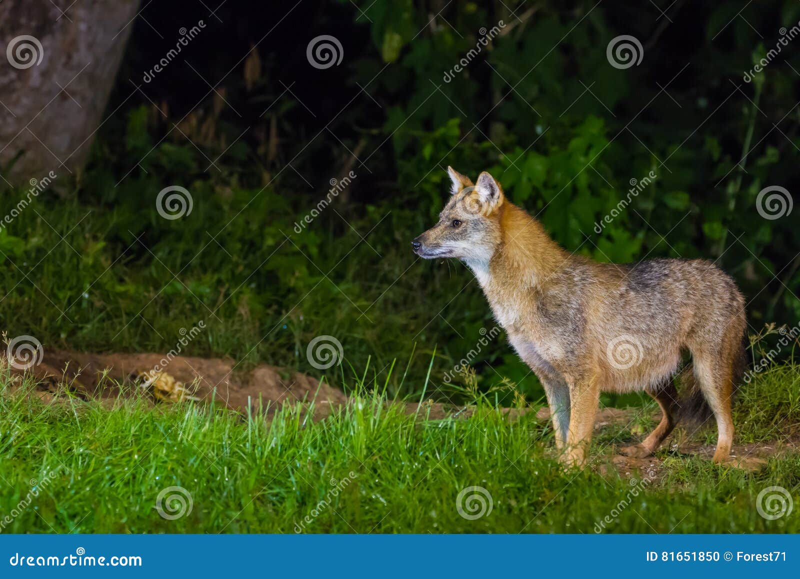 Golden Jackal or Fox at Nigth Stock Photo - Image of carnivora, mammal ...