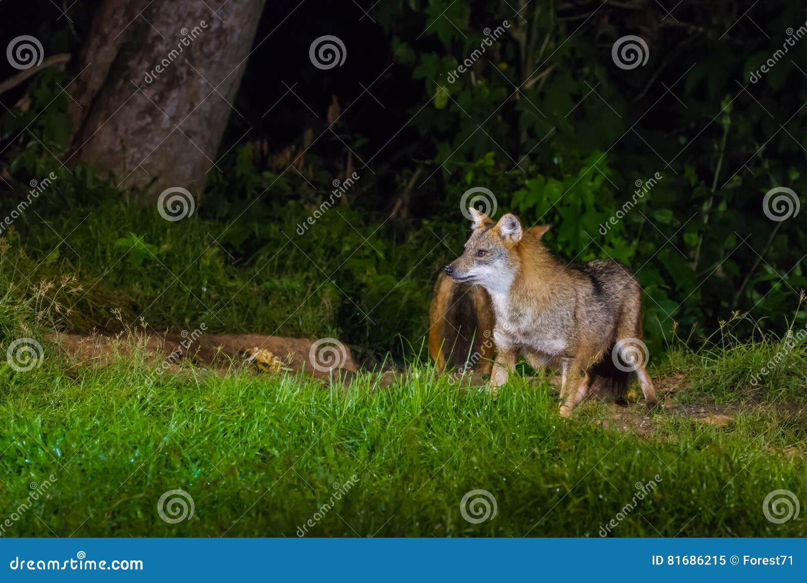 Golden Jackal or Fox at Nigth Stock Image - Image of nature, outdoors ...