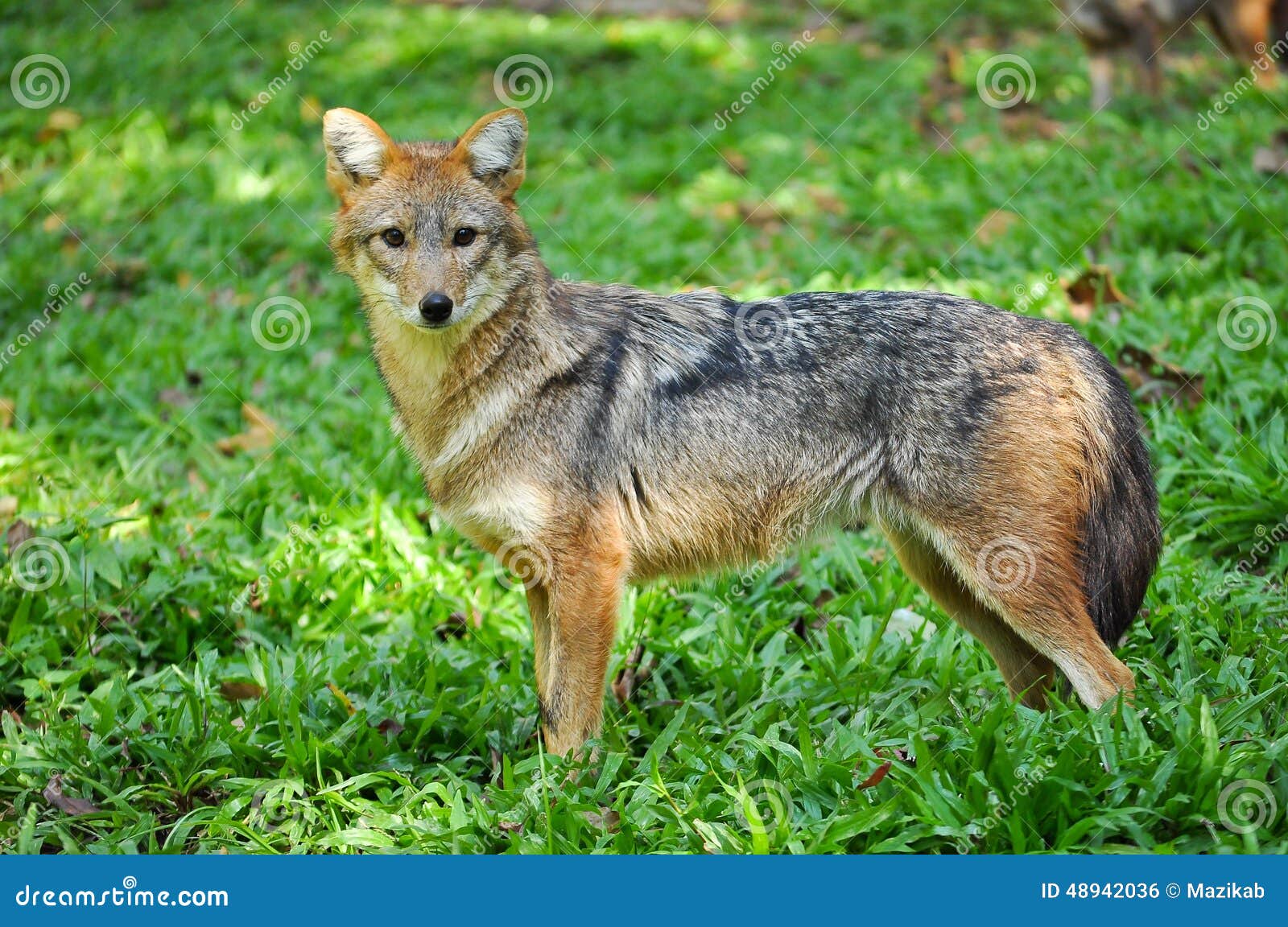 Golden Jackal Or Indian Jackal Or Canis Aureus Indicus Pair With ...