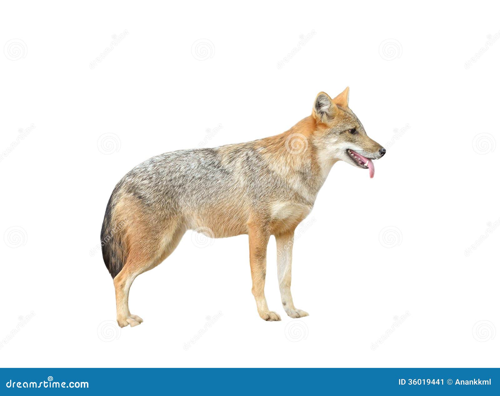 Golden Jackal Or Indian Jackal Or Canis Aureus Indicus Pair With ...