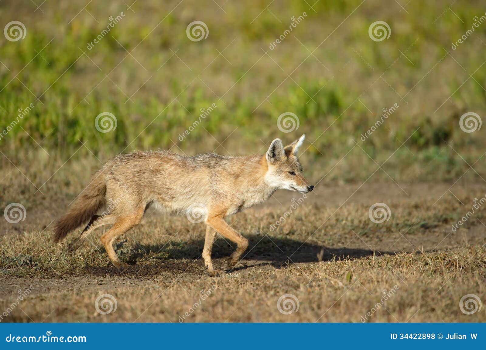 Golden Jackal Or Indian Jackal Or Canis Aureus Indicus Pair With ...