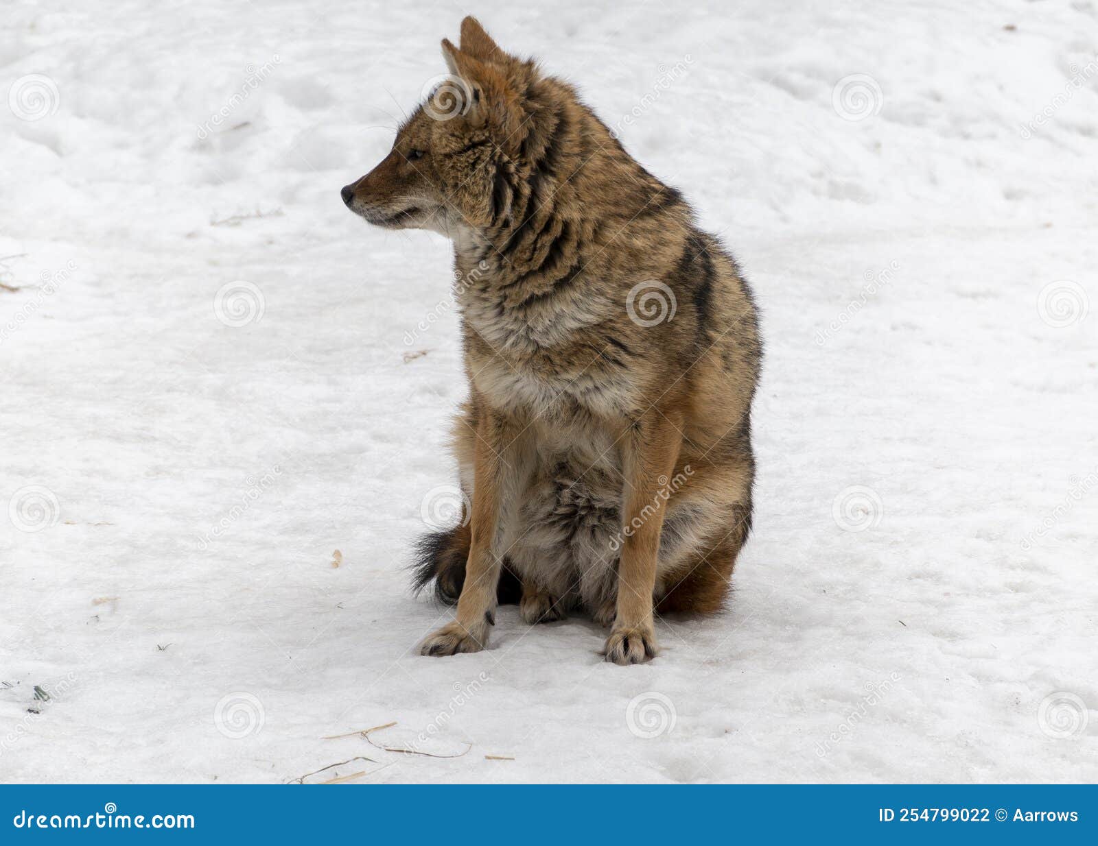 Golden Jackal in Nature Tracks Down Prey Stock Photo - Image of family ...
