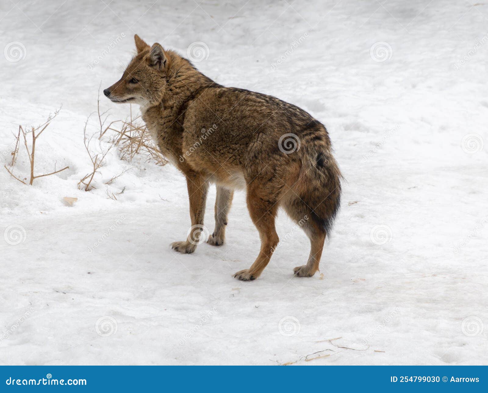 Golden Jackal in Nature Tracks Down Prey Stock Photo - Image of adult ...