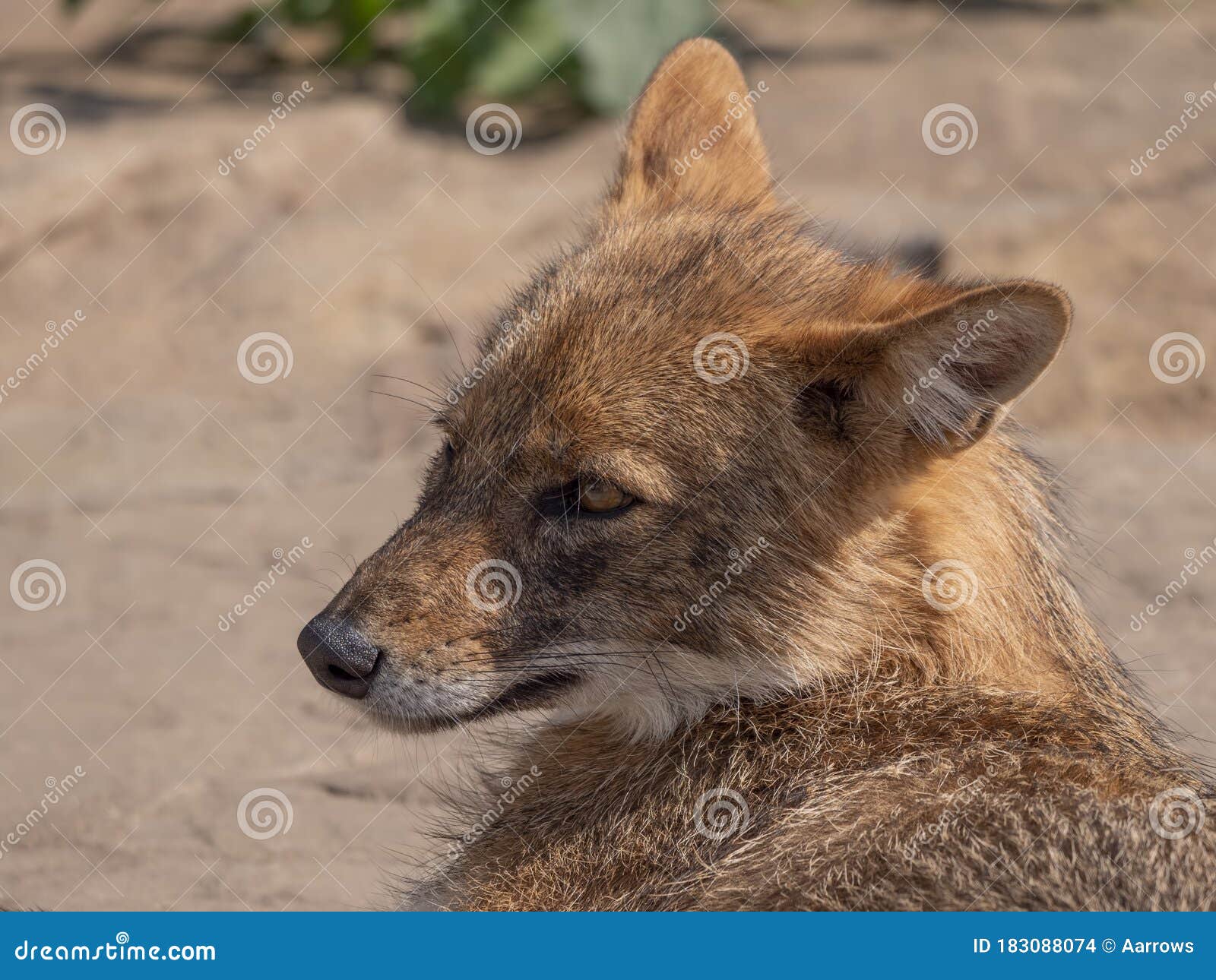 Golden Jackal in Nature Tracks Down Prey, Portrait Stock Photo - Image ...