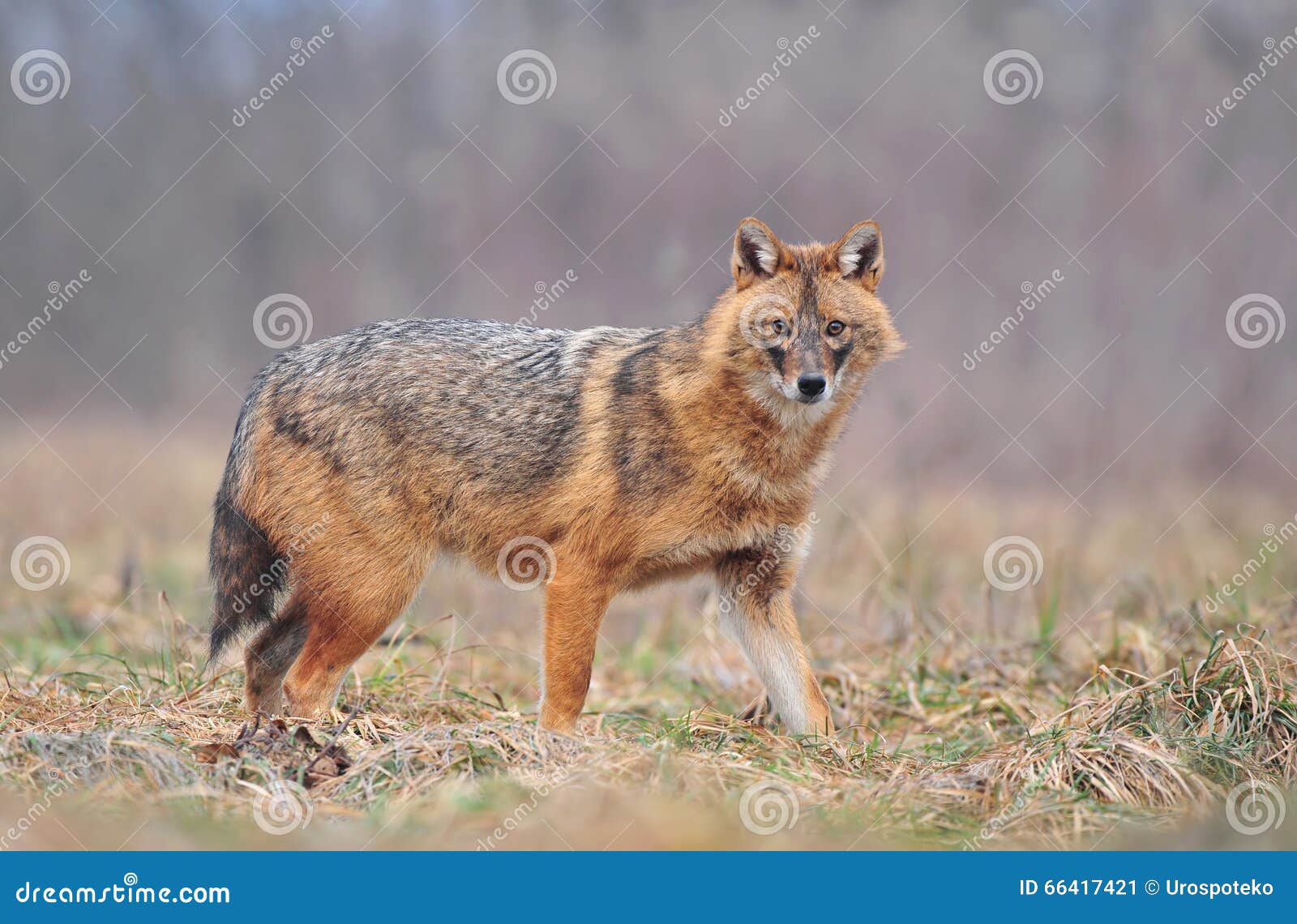 Golden Jackal Or Indian Jackal Or Canis Aureus Indicus Pair With ...