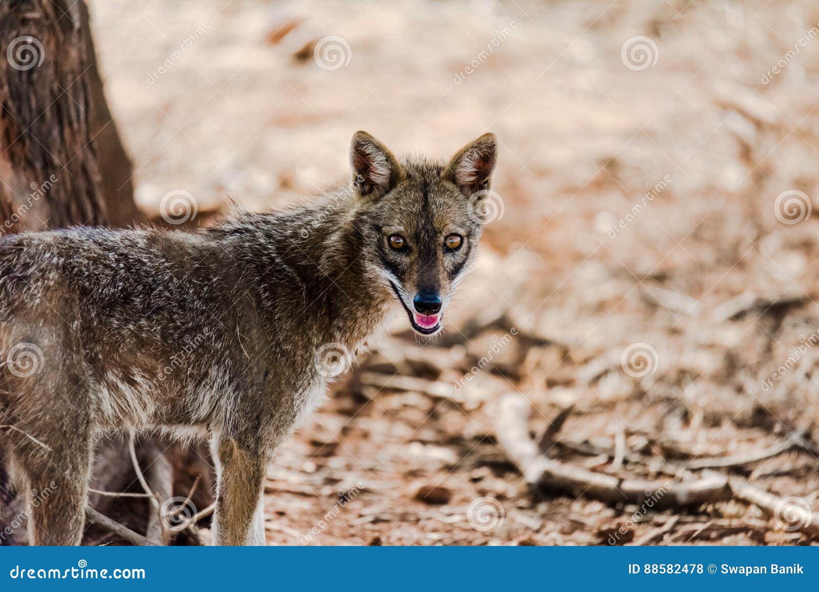 Golden jackal stock photo. Image of asiatic, forest, mammal - 88582478