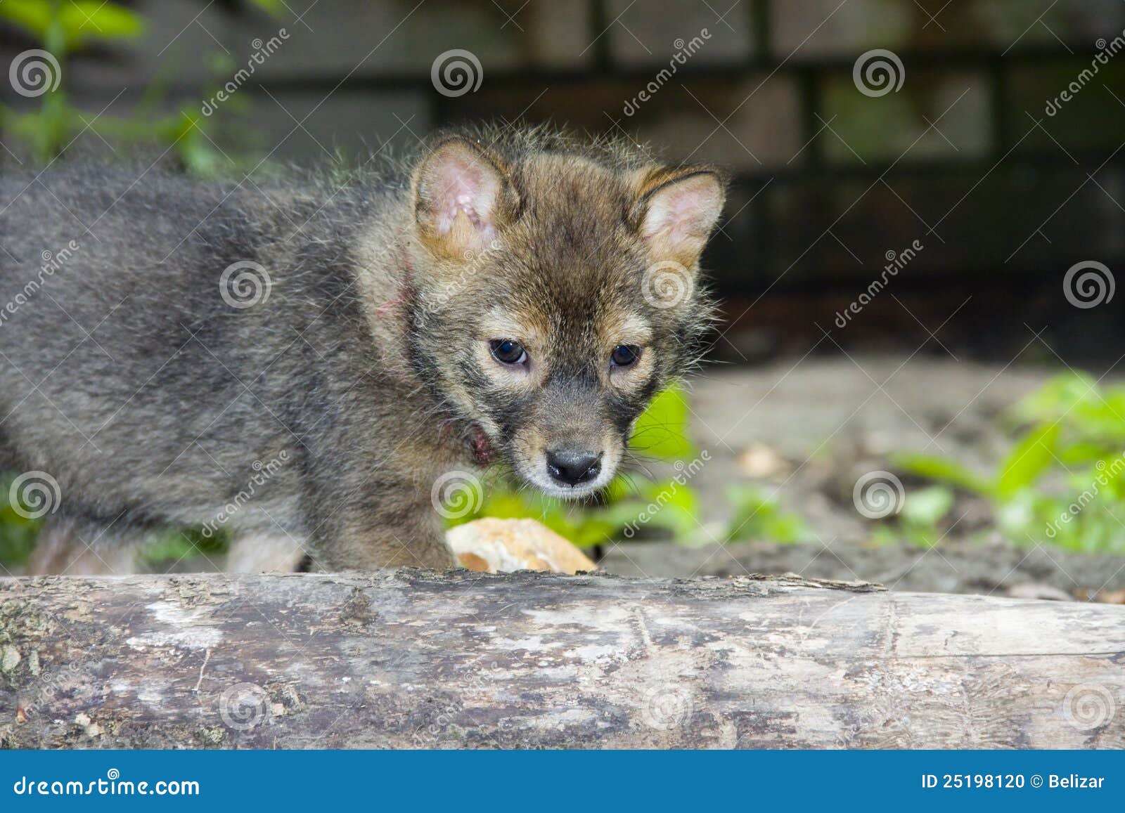 Golden jackal puppy stock photo. Image of wildlife, puppy - 25198120