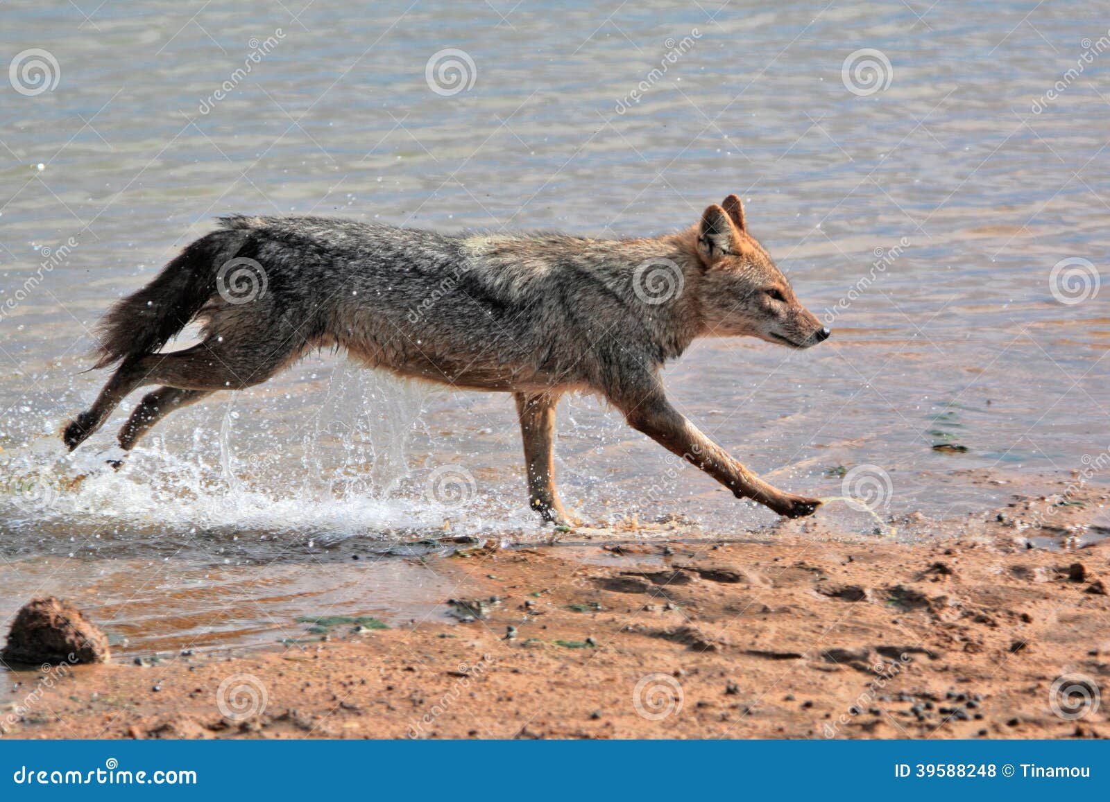 Golden Jackal Or Indian Jackal Or Canis Aureus Indicus Pair With ...