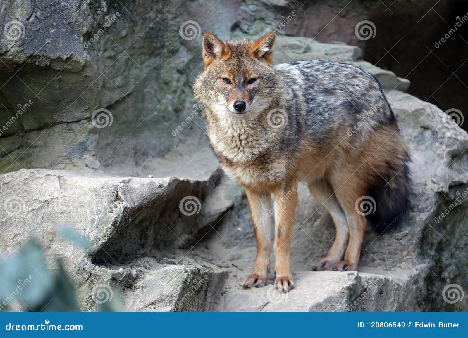 Golden jackal stock image. Image of predator, eurasian - 120806549